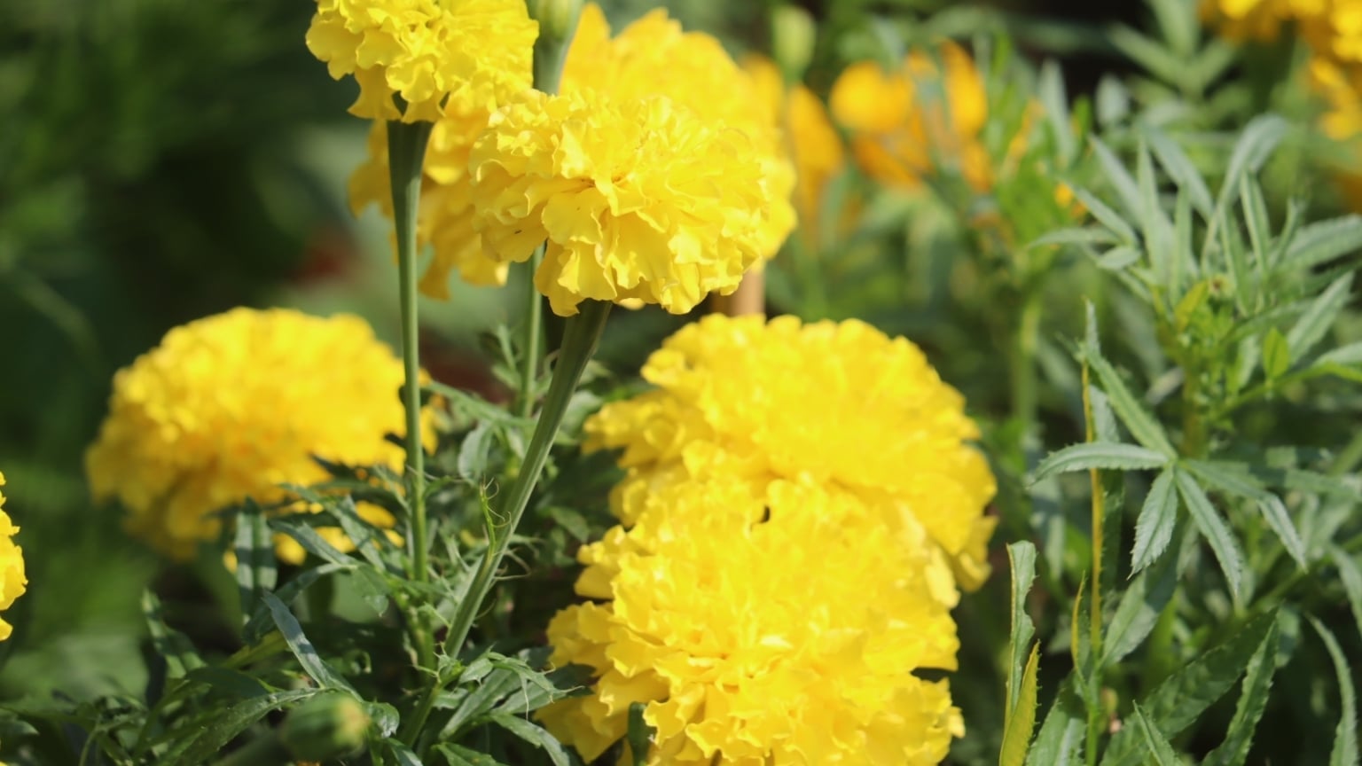 30 Types Of Marigolds You Should Be Growing
