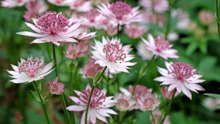 19 Perfect Perennials For Hardiness Zone 4