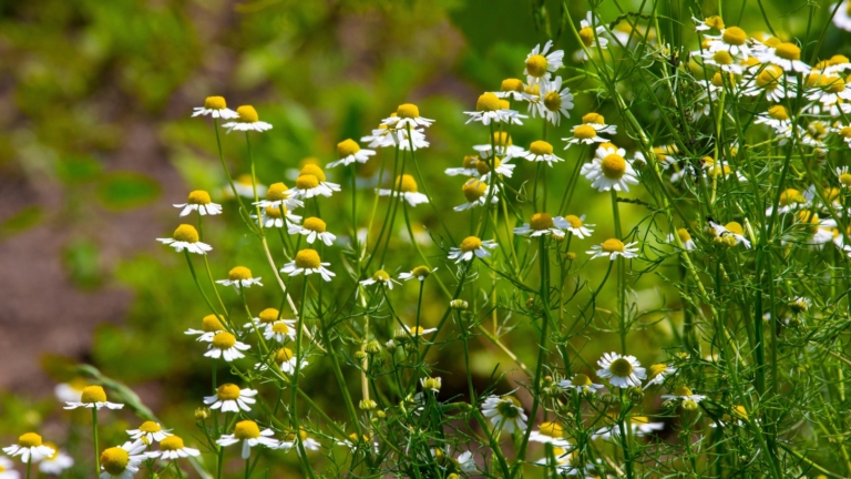 13 Traditional Irish Crops to Plant in Honor of St. Patrick's Day