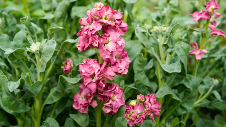 15 Annual Flowers That Bloom in Early Spring