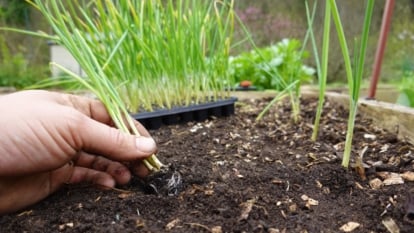 How to Plant, Grow, and Care for Red Onions