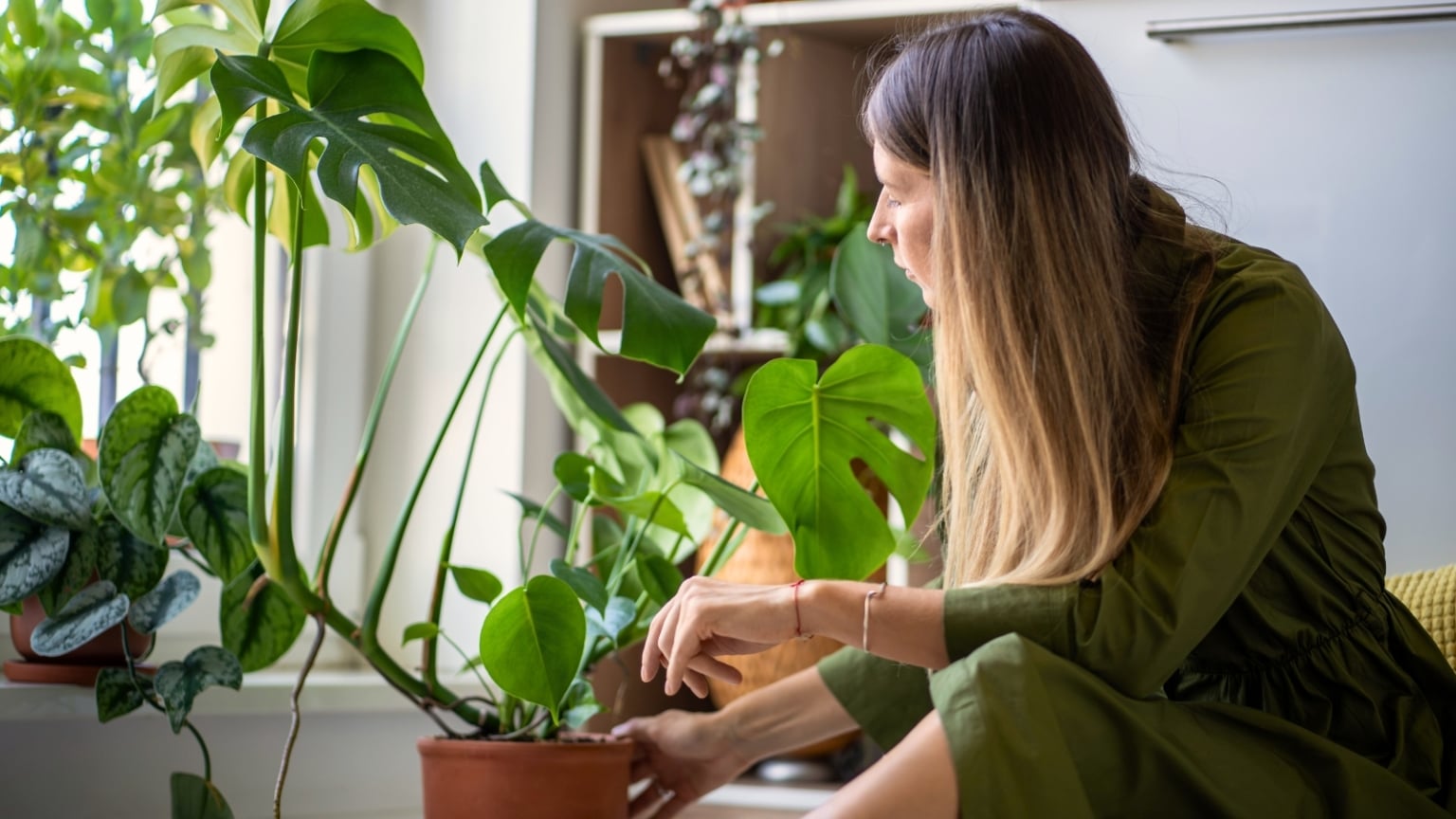 9 Ways to Stake and Support Vining Houseplants