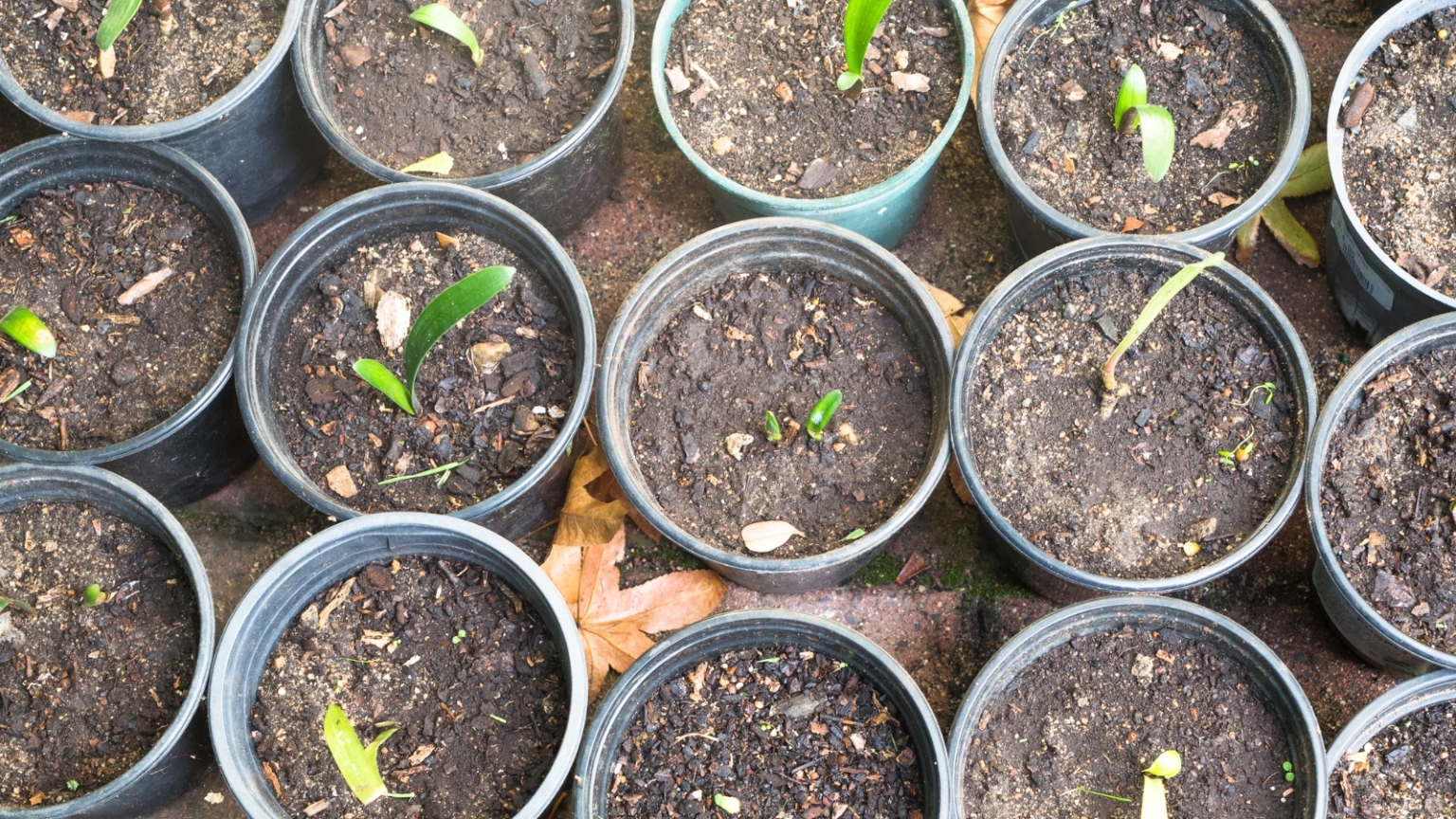 How to Plant, Grow, and Care for Clivia