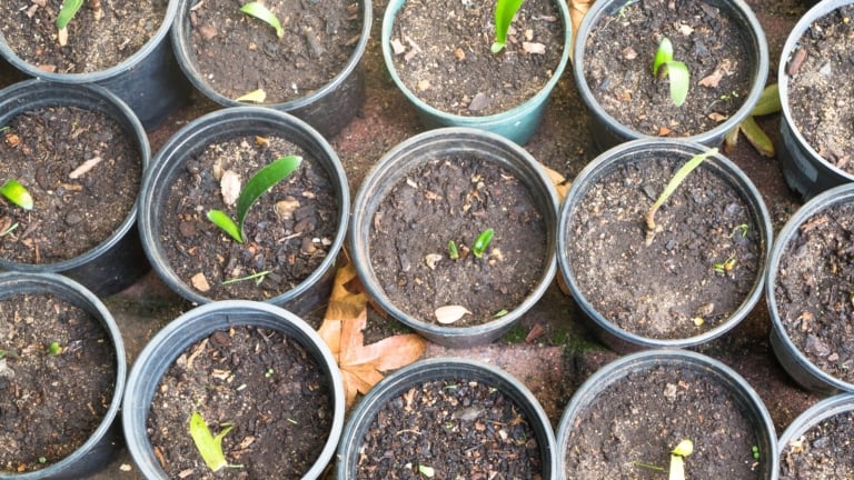 How to Plant, Grow, and Care for Clivia