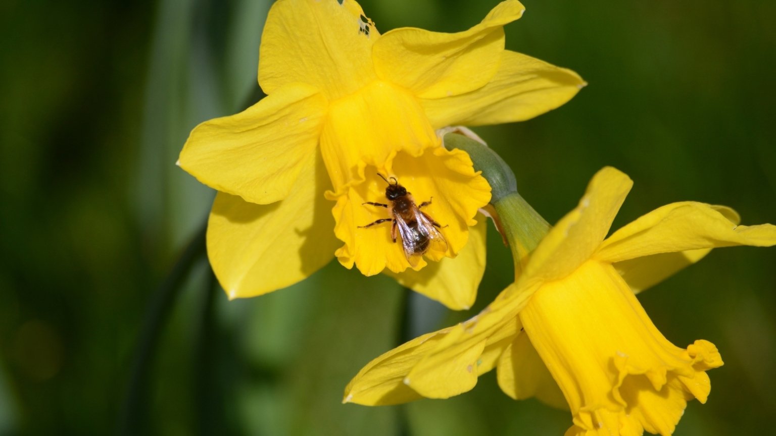 How to Plant, Grow, and Care For ‘Tête à Tête’ Daffodils