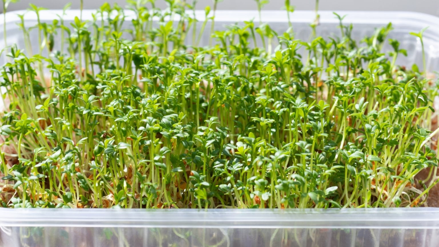 How to Grow Watercress Indoors: 17 Simple Steps