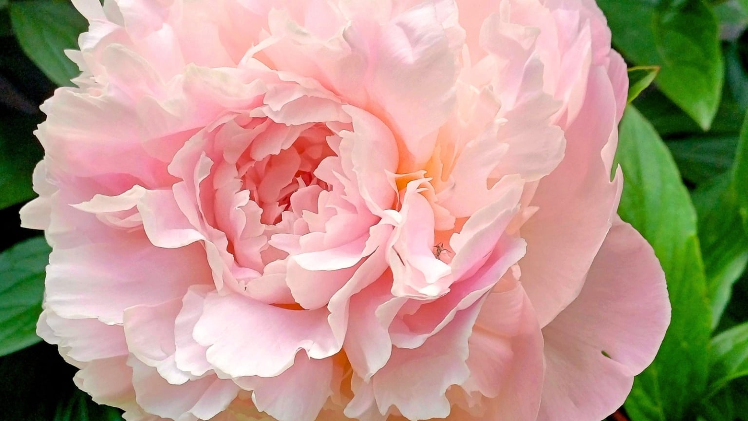 11 Early-Blooming Peonies for Your Spring Garden