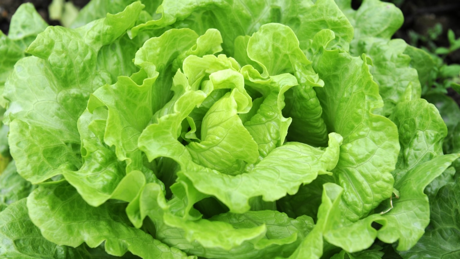 15 Heat-Tolerant Lettuce Varieties to Grow All Summer