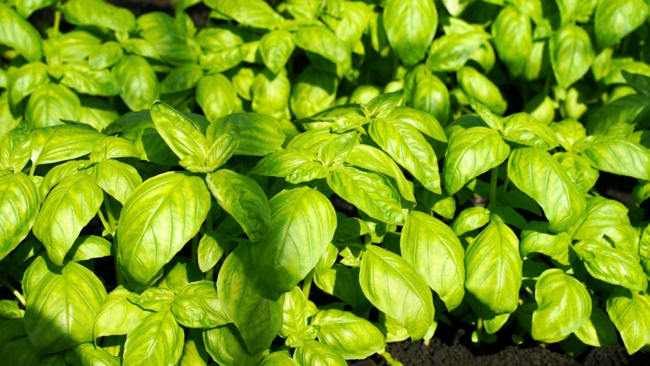 Budget Vegetable Gardening: 9 Veggies that are Worth Growing, and 7 to Skip