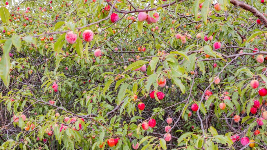 15 North American Native Plum Varieties With Ornamental Spring Flowers