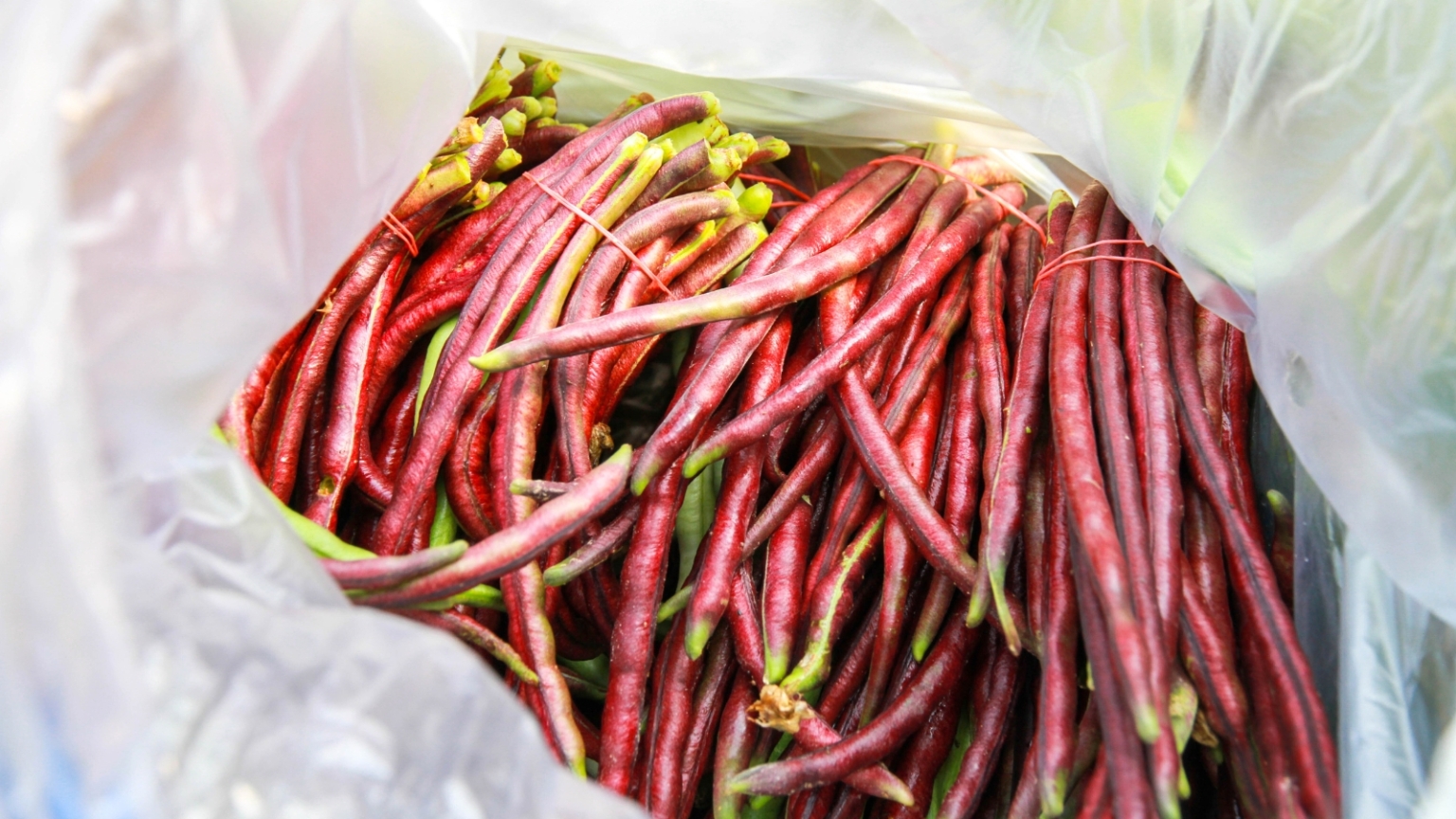 How to Plant, Grow, and Care for 'Red Noodle' Beans