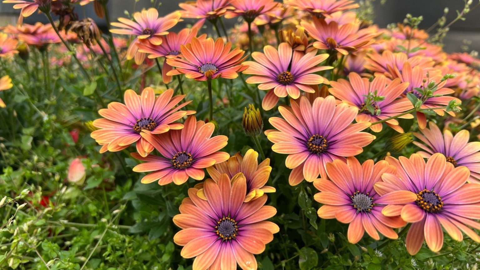 15 Annual Flowers That Bloom in Early Spring