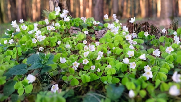 11 Interesting Plants Native to Ireland That You Can Grow at Home