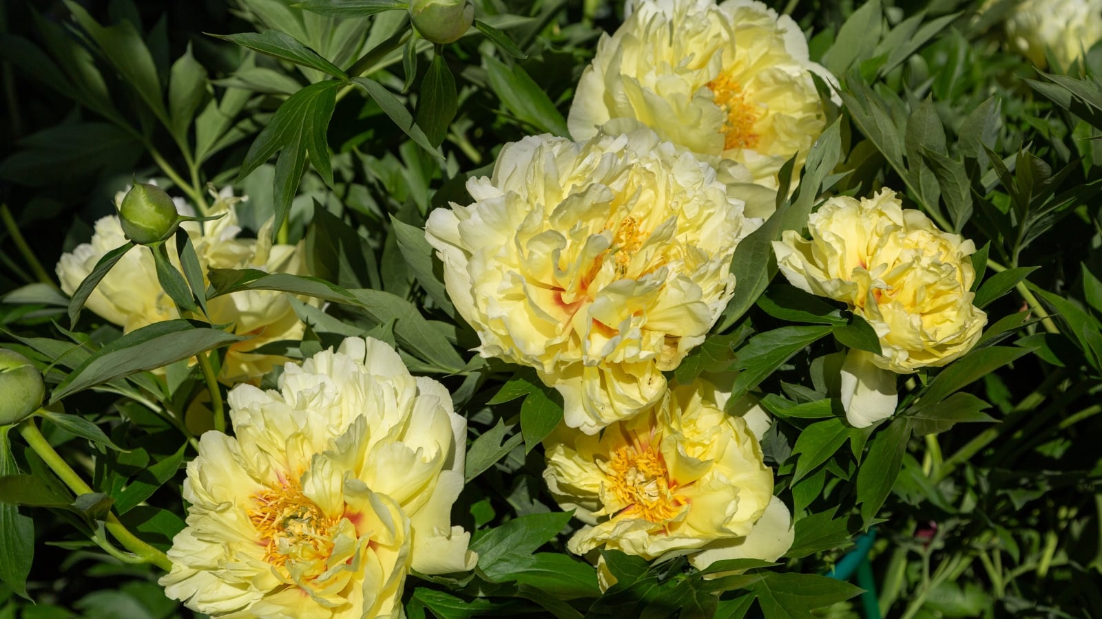 9 Best Peonies That Will Grow in the Shade