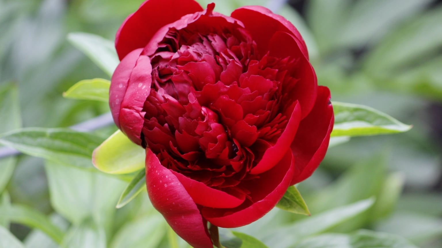 9 Best Peonies That Will Grow in the Shade