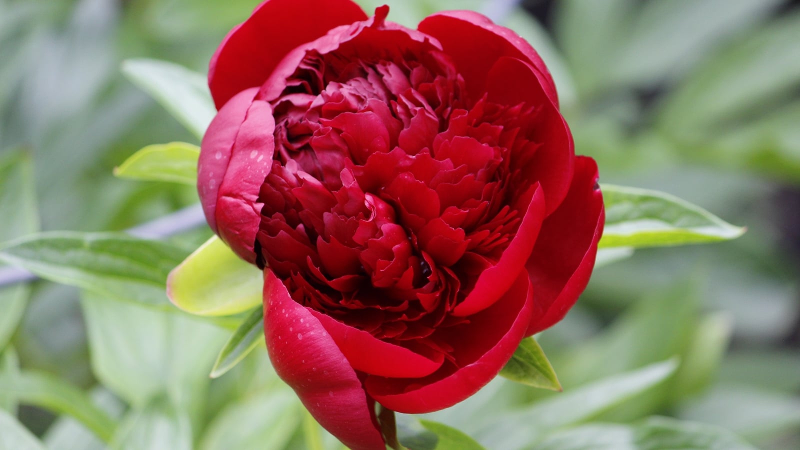 9 Best Peonies That Will Grow in the Shade