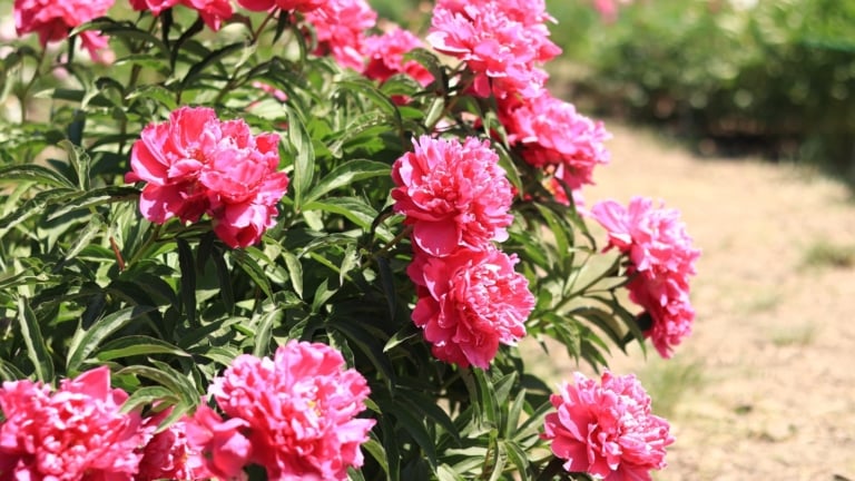 How to Divide Peonies in 5 Easy Steps