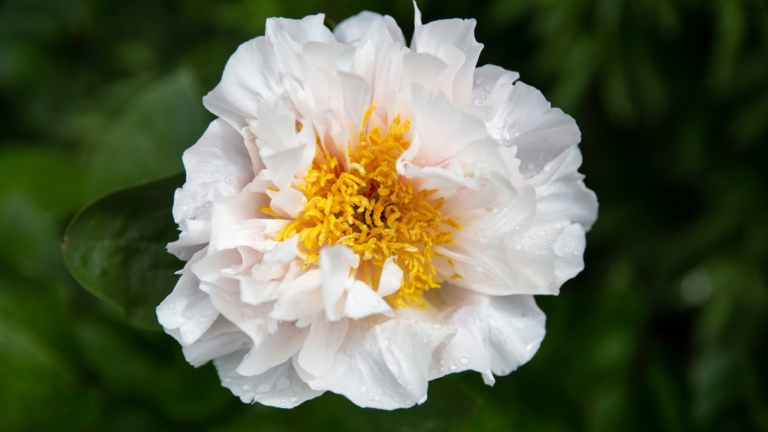 15 Best Peony Varieties for Cut Flowers
