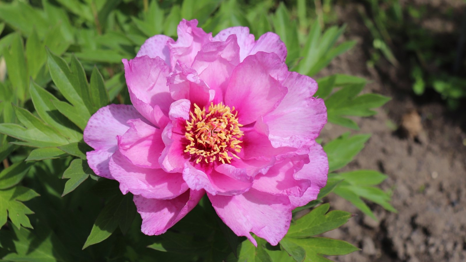 9 Best Peonies That Will Grow in the Shade