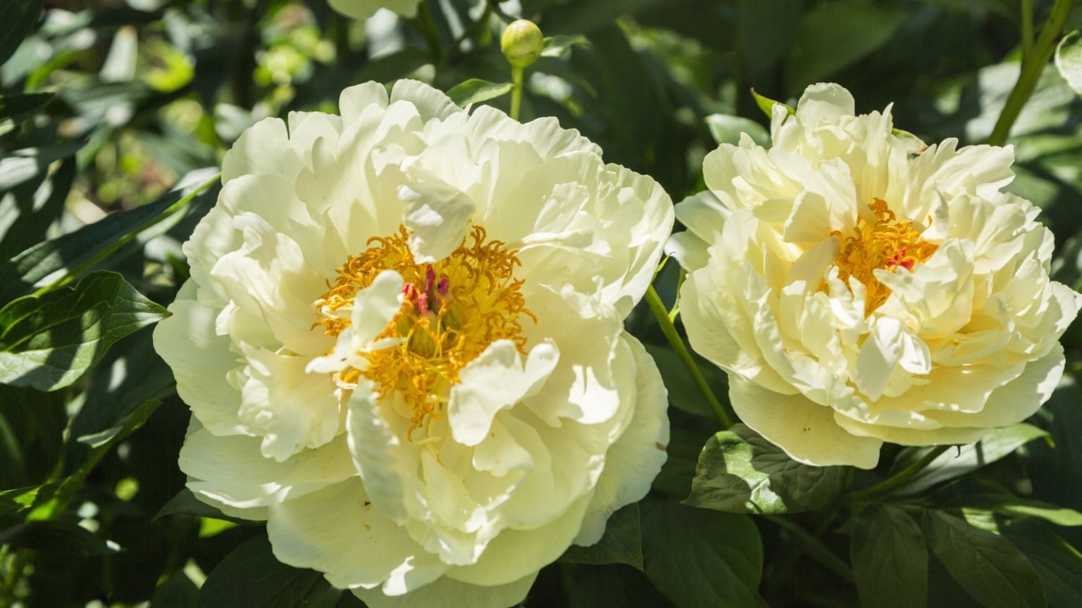 15 Best Peony Varieties for Cut Flowers