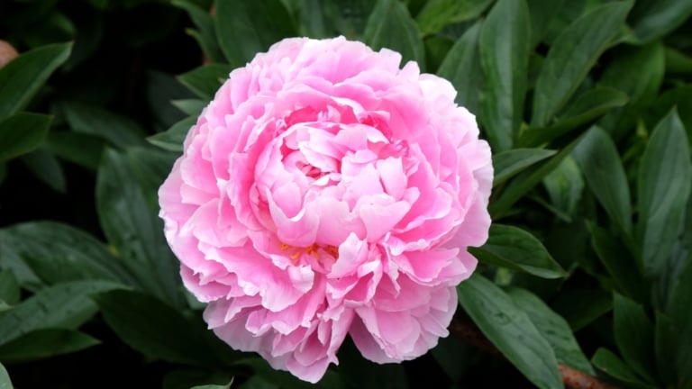 15 Best Peony Varieties for Cut Flowers