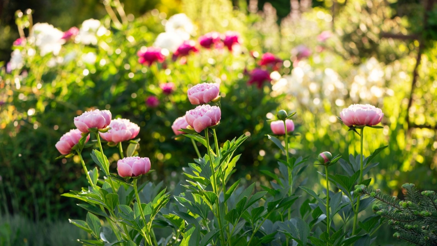 15 Best Peony Varieties for Cut Flowers