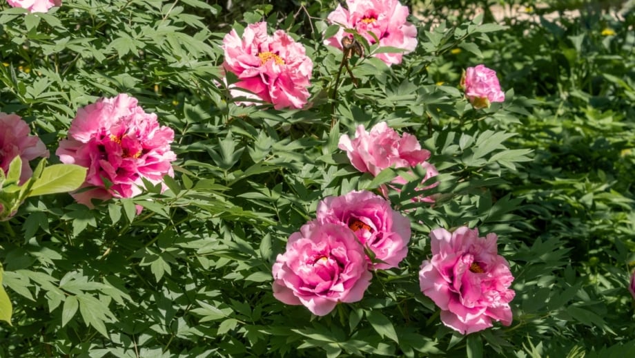 11 Early-Blooming Peonies for Your Spring Garden