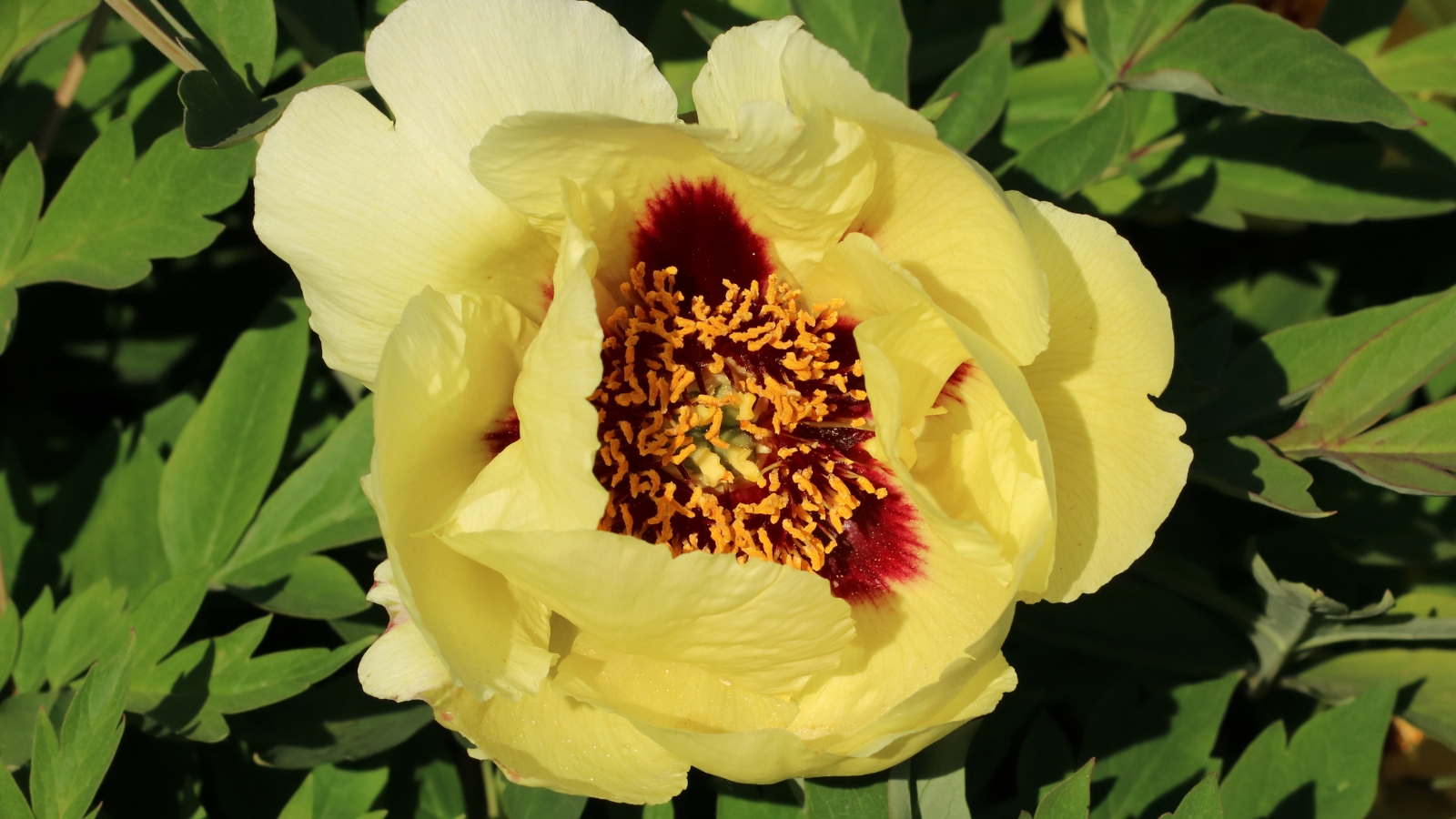 9 Best Peonies That Will Grow in the Shade