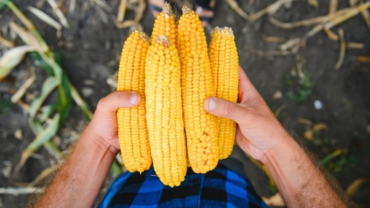 When and How to Grow Sweet Corn in the Home Garden