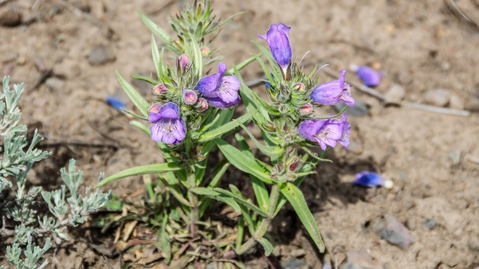 15 Native Wildflowers for Montana Gardens