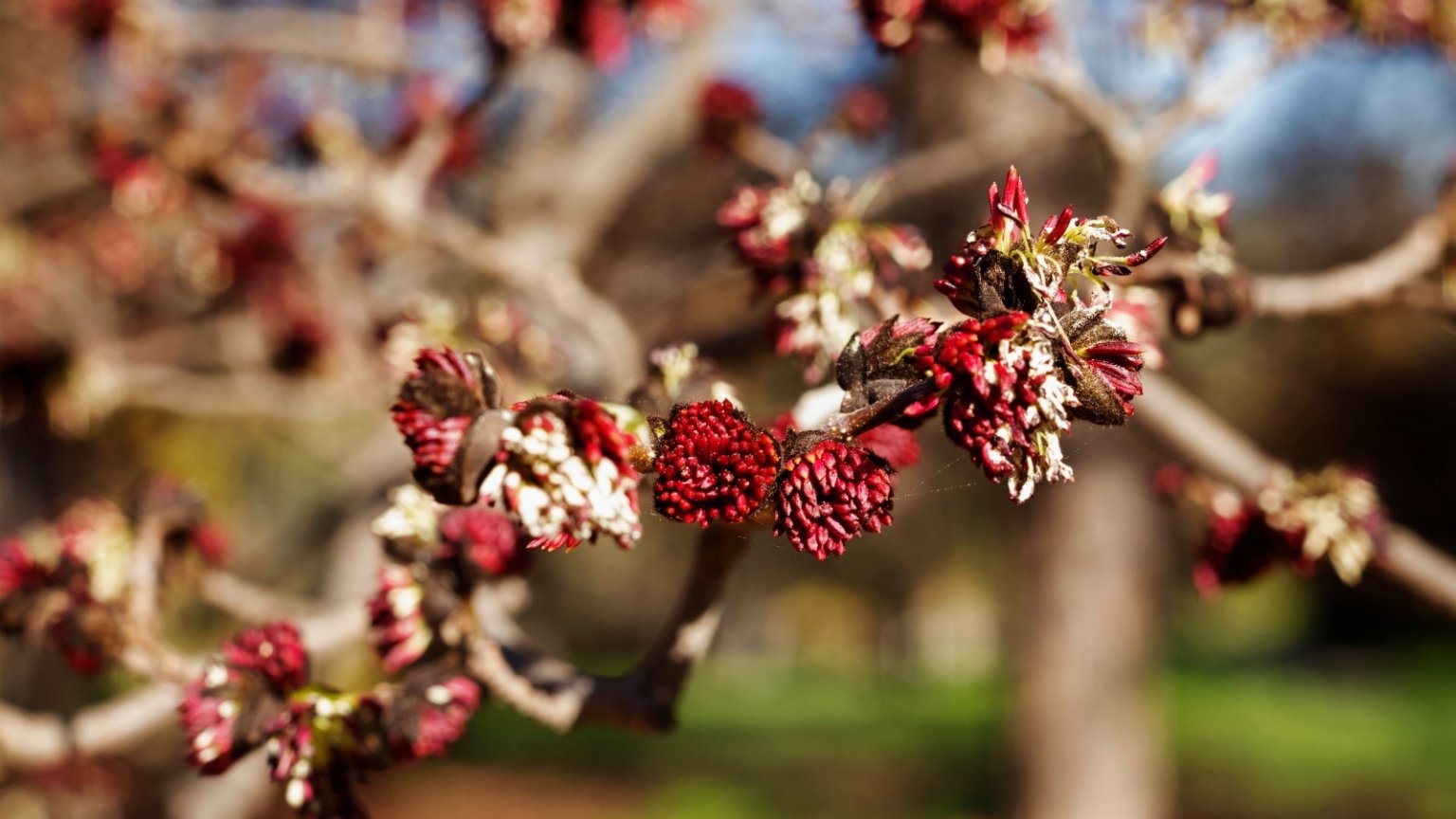 15 Early Spring Flowering Trees For Your Home Landscape