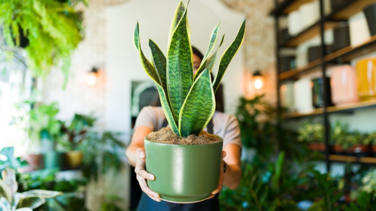 5 Expert Snake Plant Growing Tips