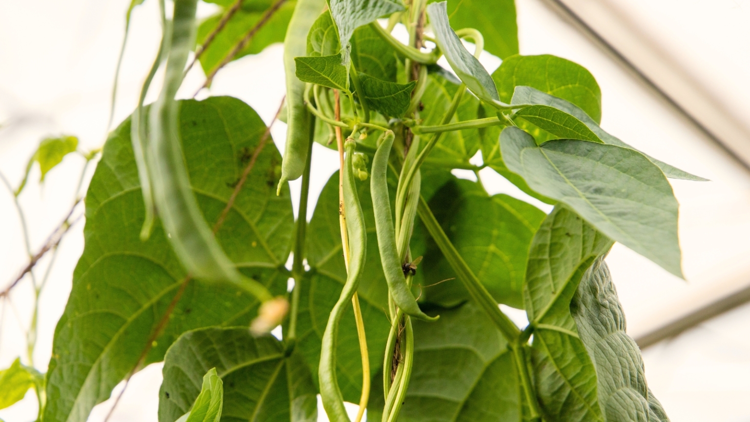 Budget Vegetable Gardening: 9 Veggies that are Worth Growing, and 7 to Skip