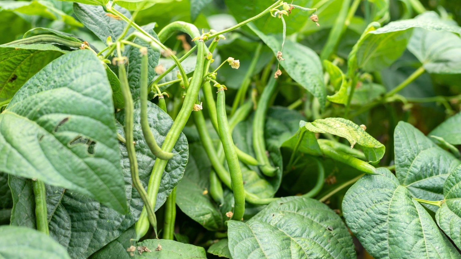 13 Vegetables You Should Plant In April