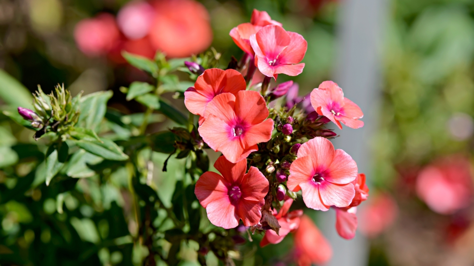 15 Flowers To Plant in April
