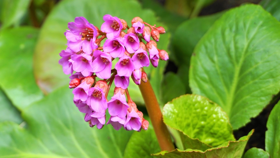 39 Recommended Perennials for Zone 3 and 4 Gardens