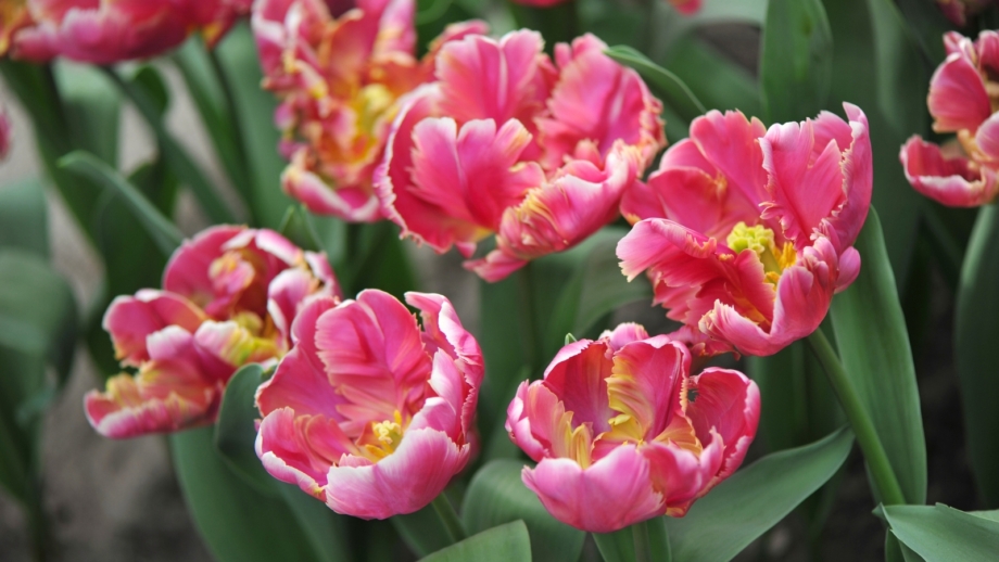 How to Plant, Grow, and Care For Parrot Tulips