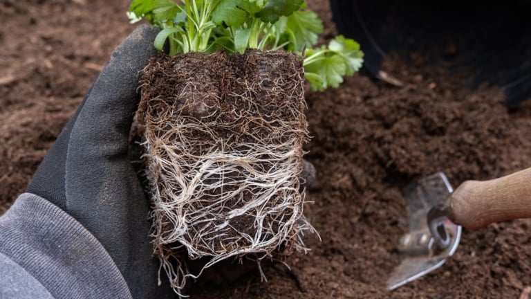 Plant Roots Sticking Out of Pots and Containers: What to Do