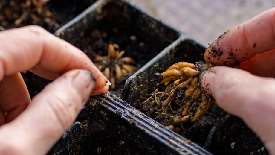 11 Ranunculus Growing Secrets for Cut Flower Gardeners