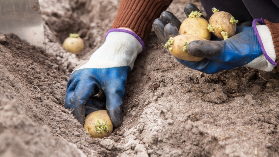 How to Plant, Grow, and Care for Potatoes