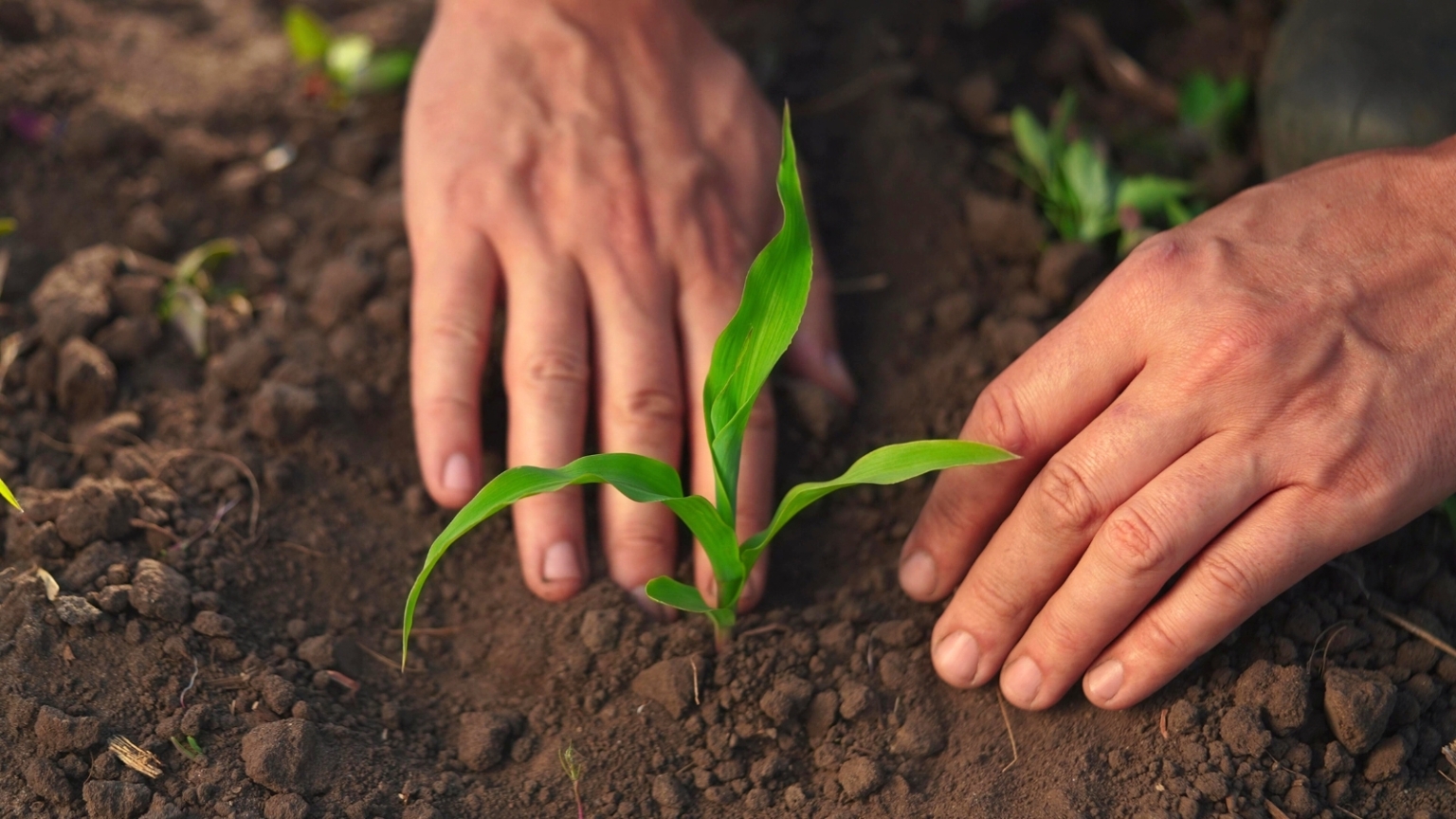 7 Sweet Corn Planting Tips to Try This Season