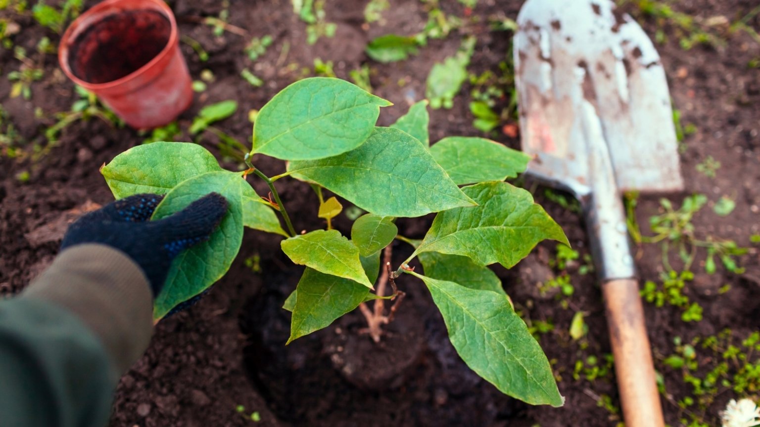 How to Plant, Grow, and Care for Saucer Magnolia Trees