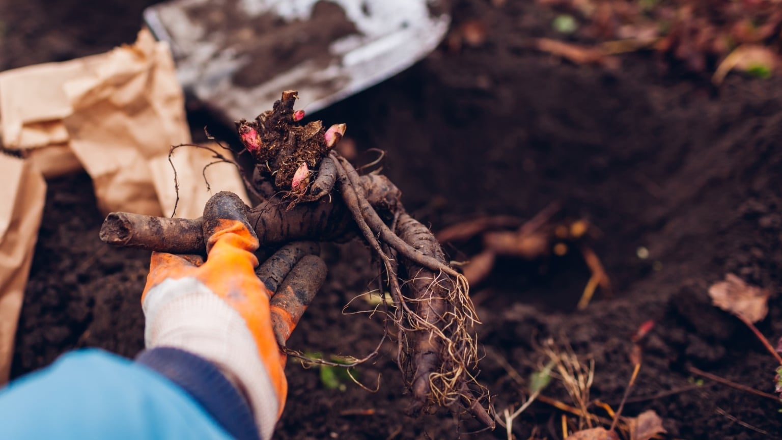 How to Plant, Grow, and Care For Itoh Peonies