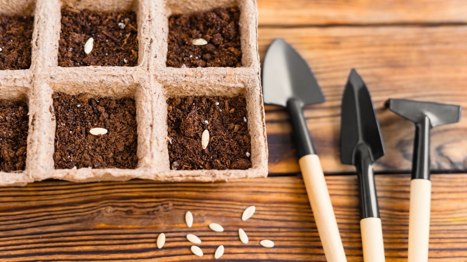 When and How to Start Cucumber Seeds Indoors