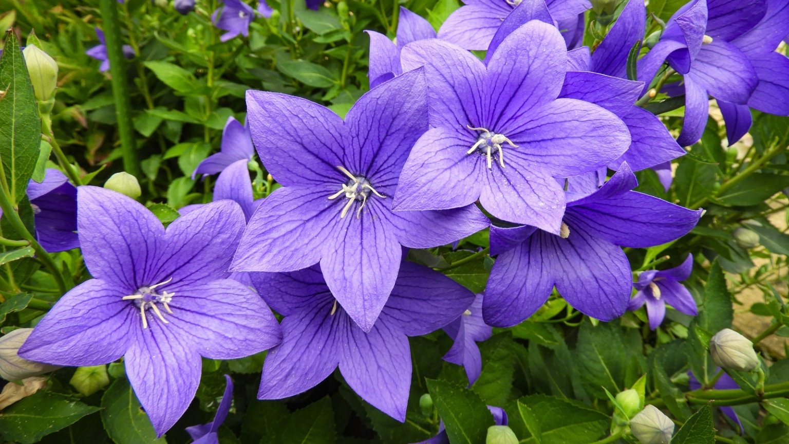 9 Plants You Should Cut Back Severely in March