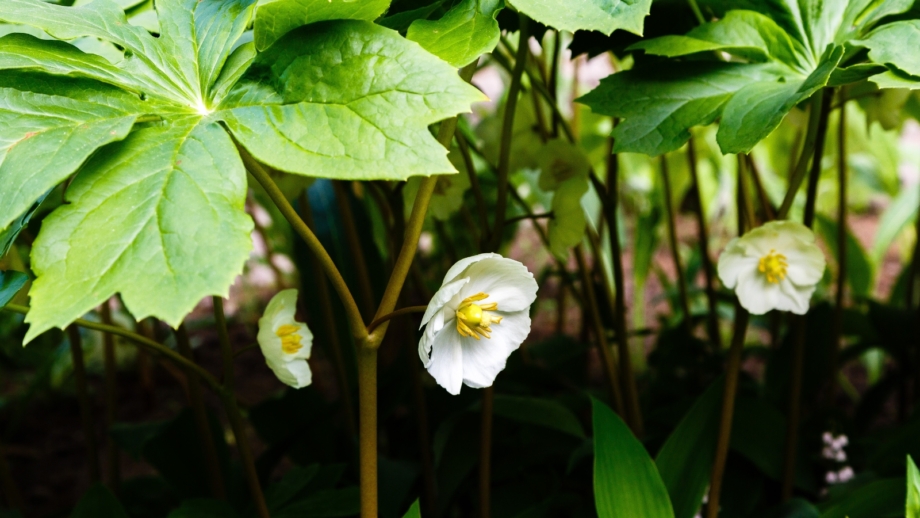 21 Native Wildflowers for Michigan Gardens