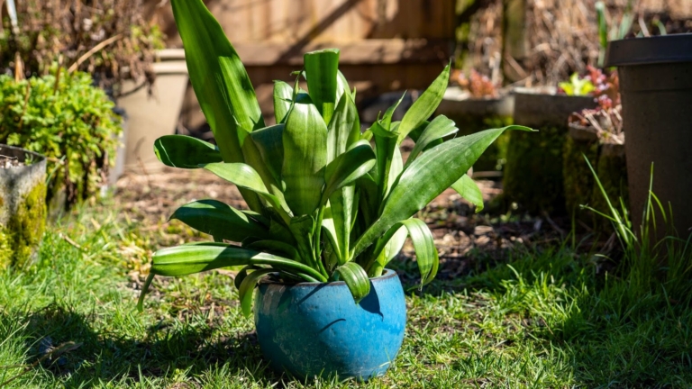 5 Expert Snake Plant Growing Tips