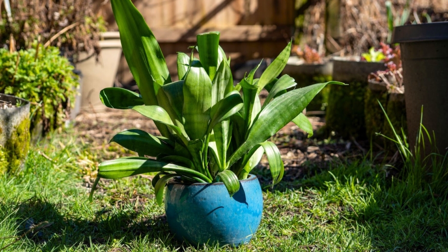 5 Expert Snake Plant Growing Tips