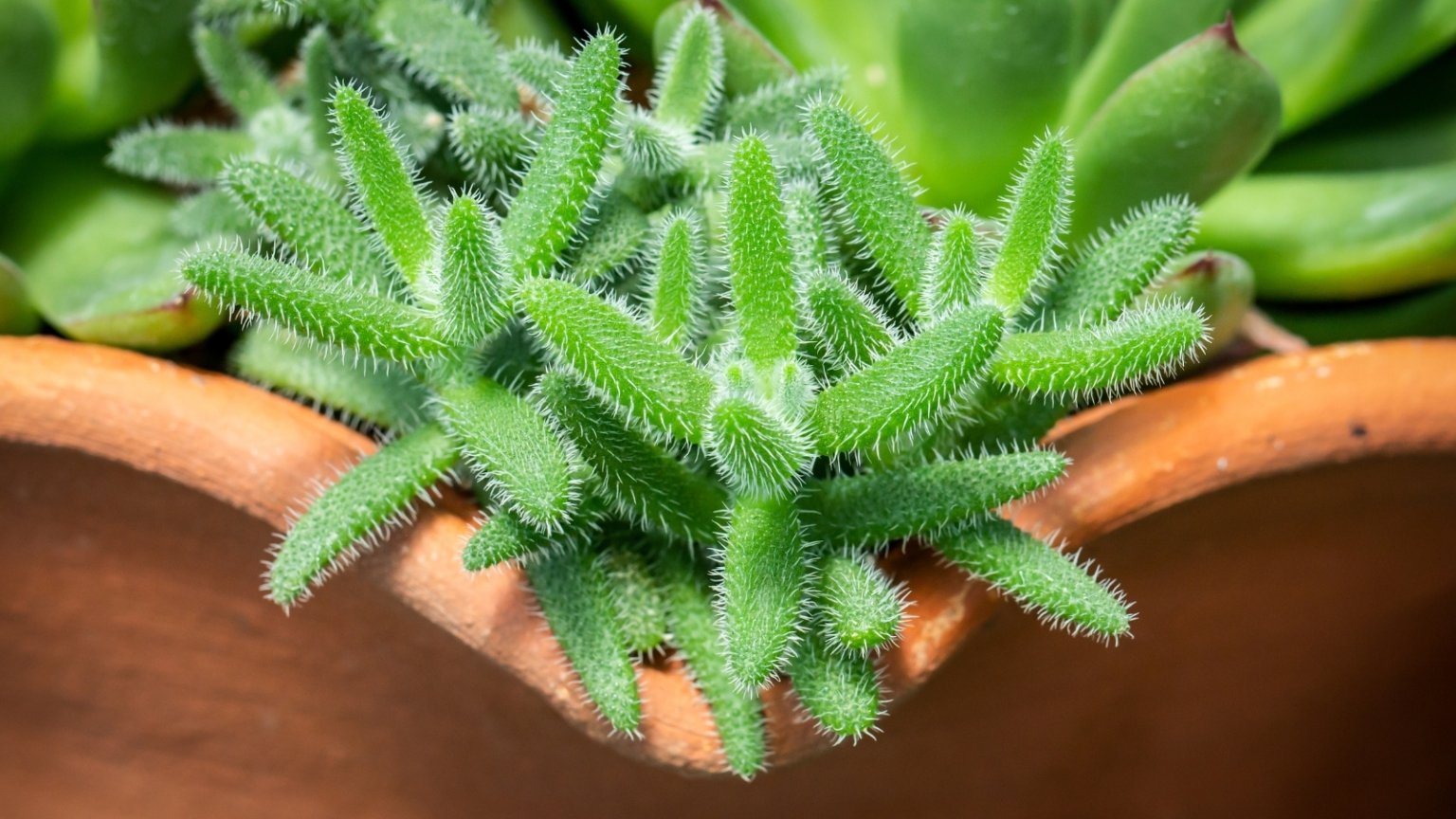 How to Plant, Grow, and Care for Pickle Plants