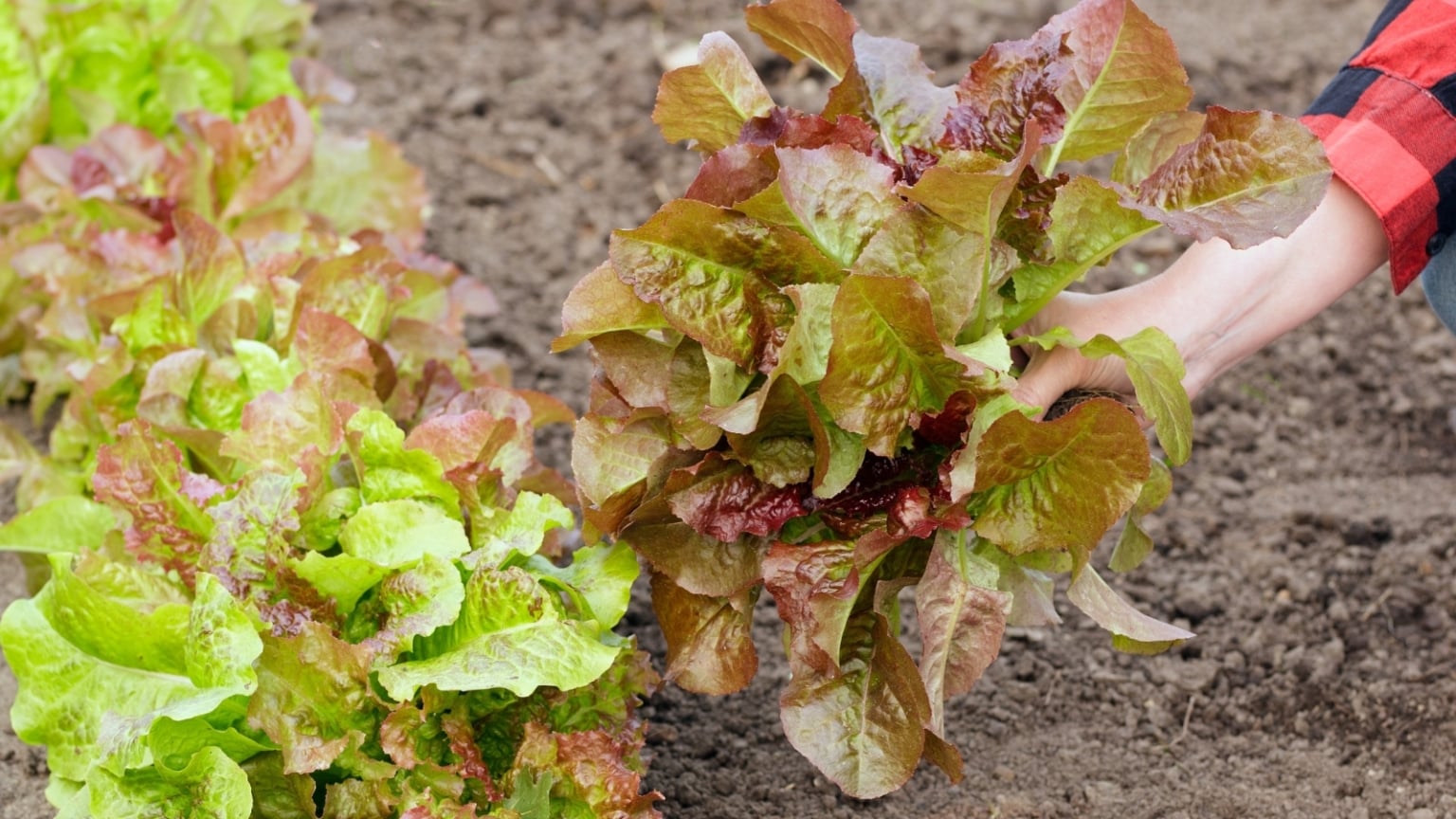 15 Easy-to-Grow Lettuce Varieties for Beginner Gardeners